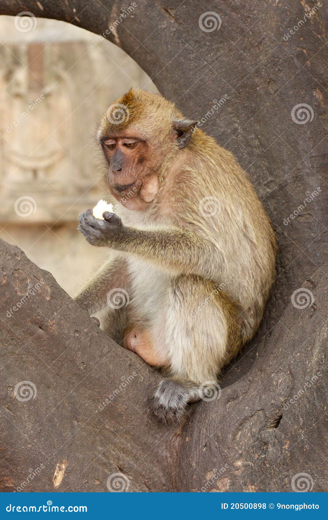 Old monkey stock photo. Image of jungle, tamed, face - 20500898