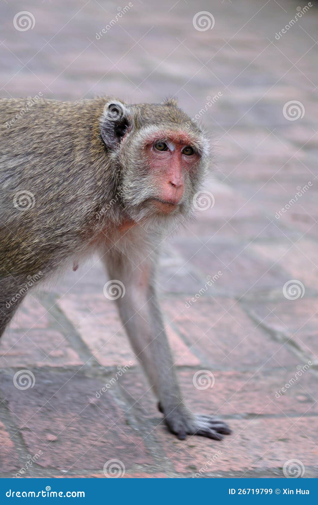 Old Monkey stock image. Image of fascicularis, dark, arma - 26719799