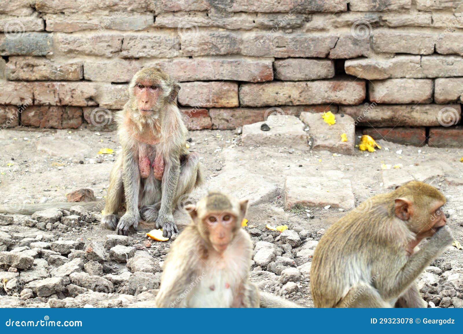 Old monkey stock photo. Image of national, resting, play - 29323078