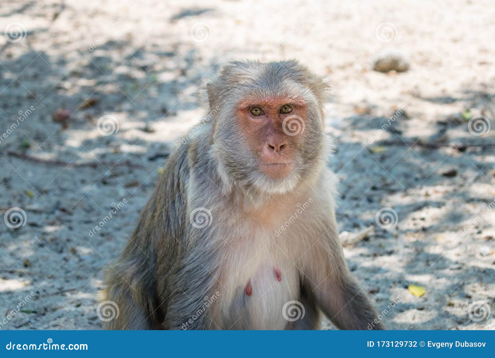 Old Monkey with Big Eyes and Wrinkles Sits on Ground Stock Photo ...