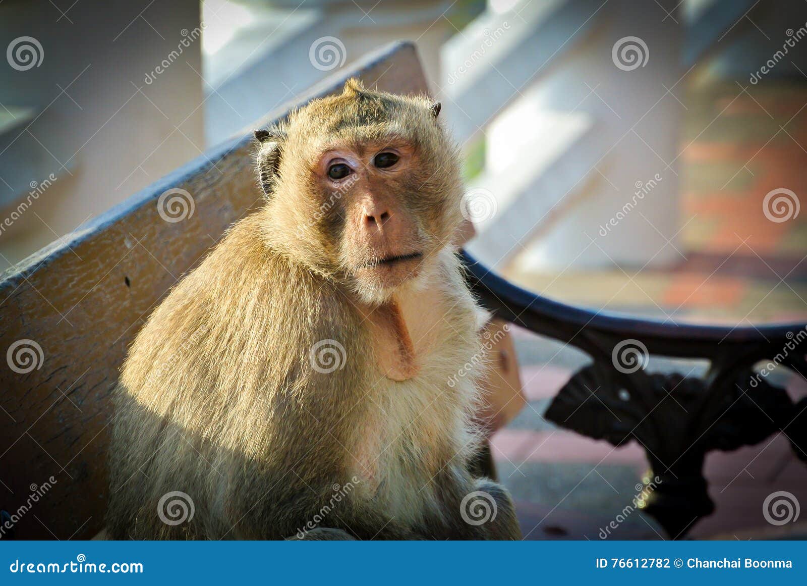 Old monkey stock photo. Image of isolated, mammal, wild - 76612782