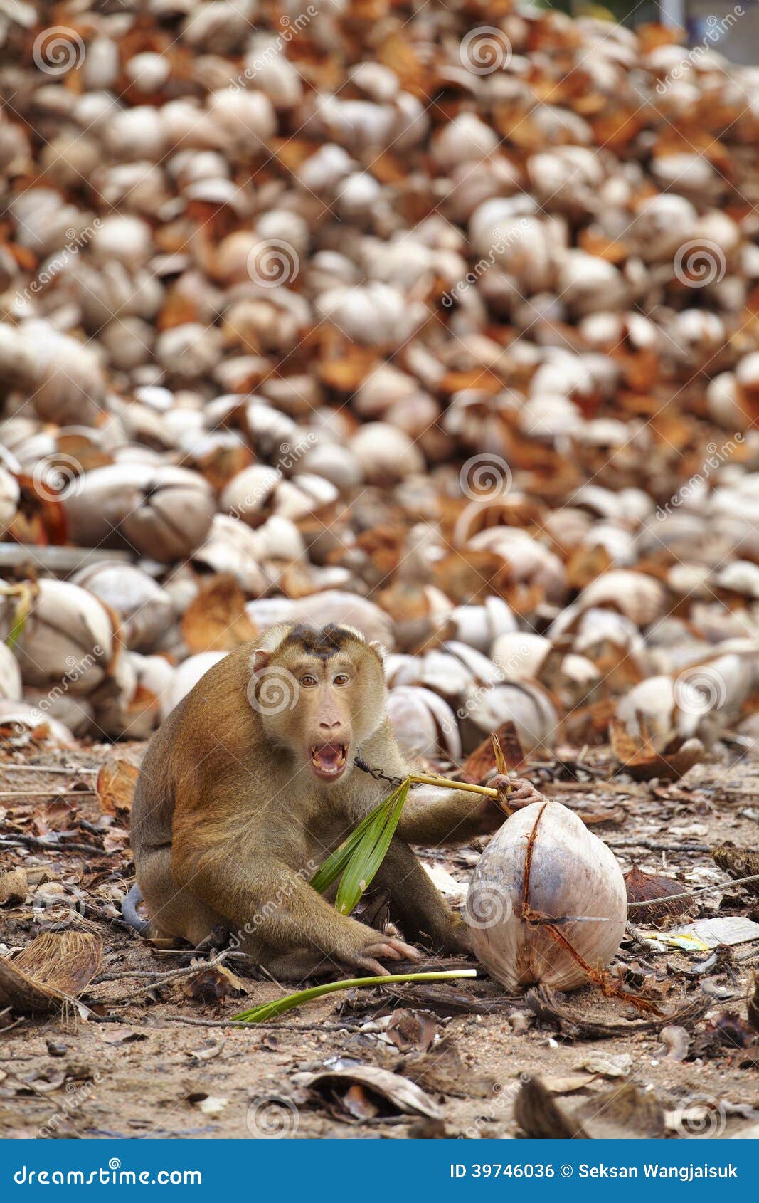 Old monkey and dry coconut stock photo. Image of food - 39746036
