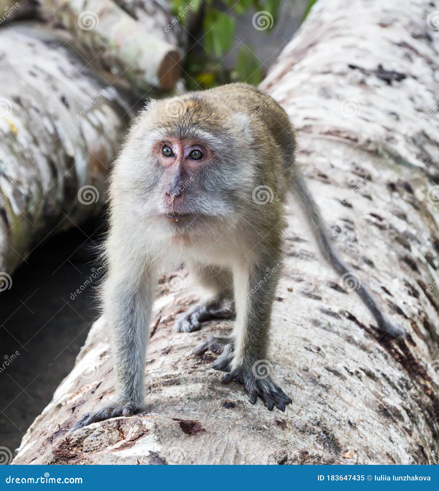 Old Monkey Goes on the Big Tree Stock Image - Image of mammal, primates ...