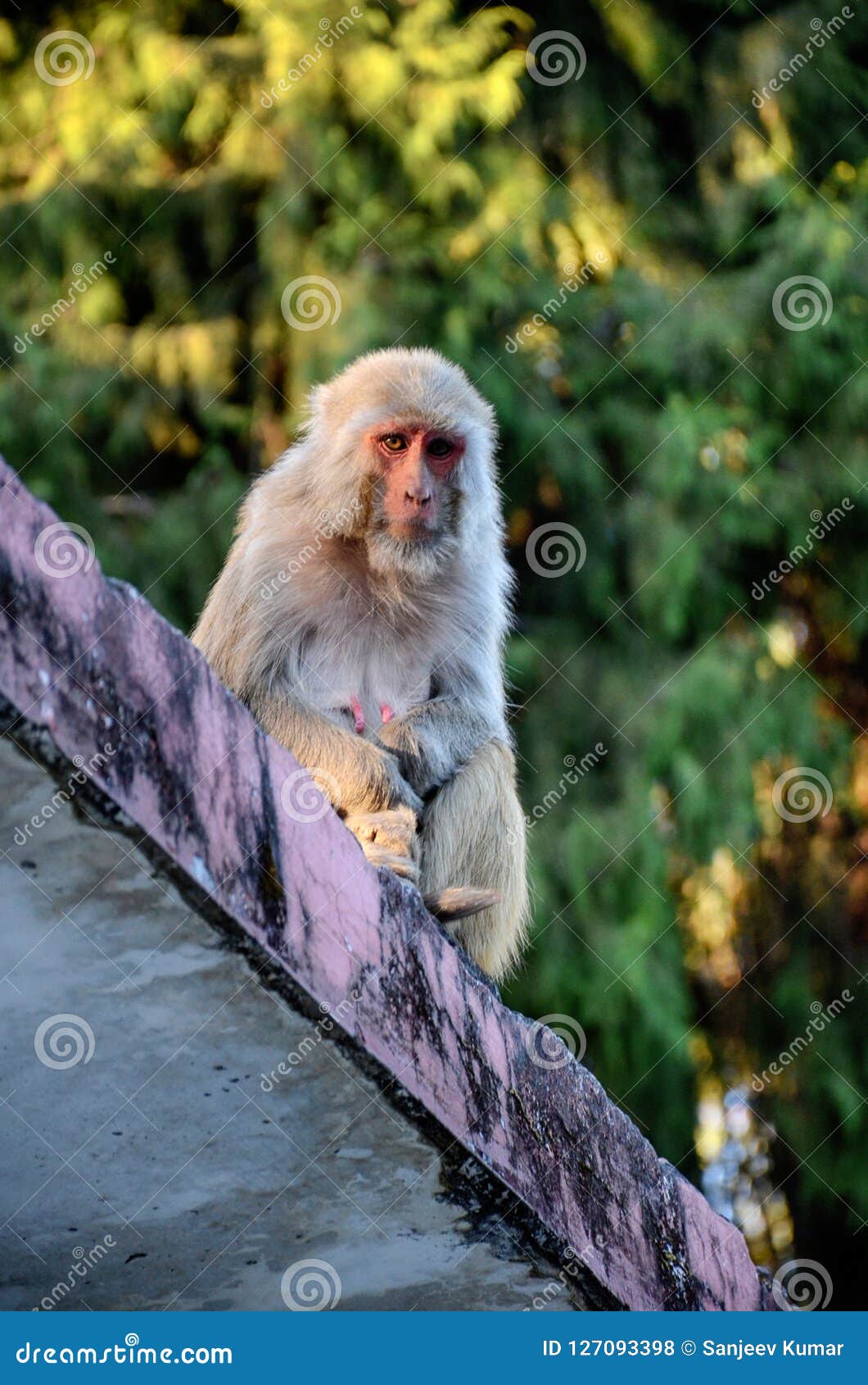 Old monkey stock photo. Image of monkey, vild, femail - 127093398