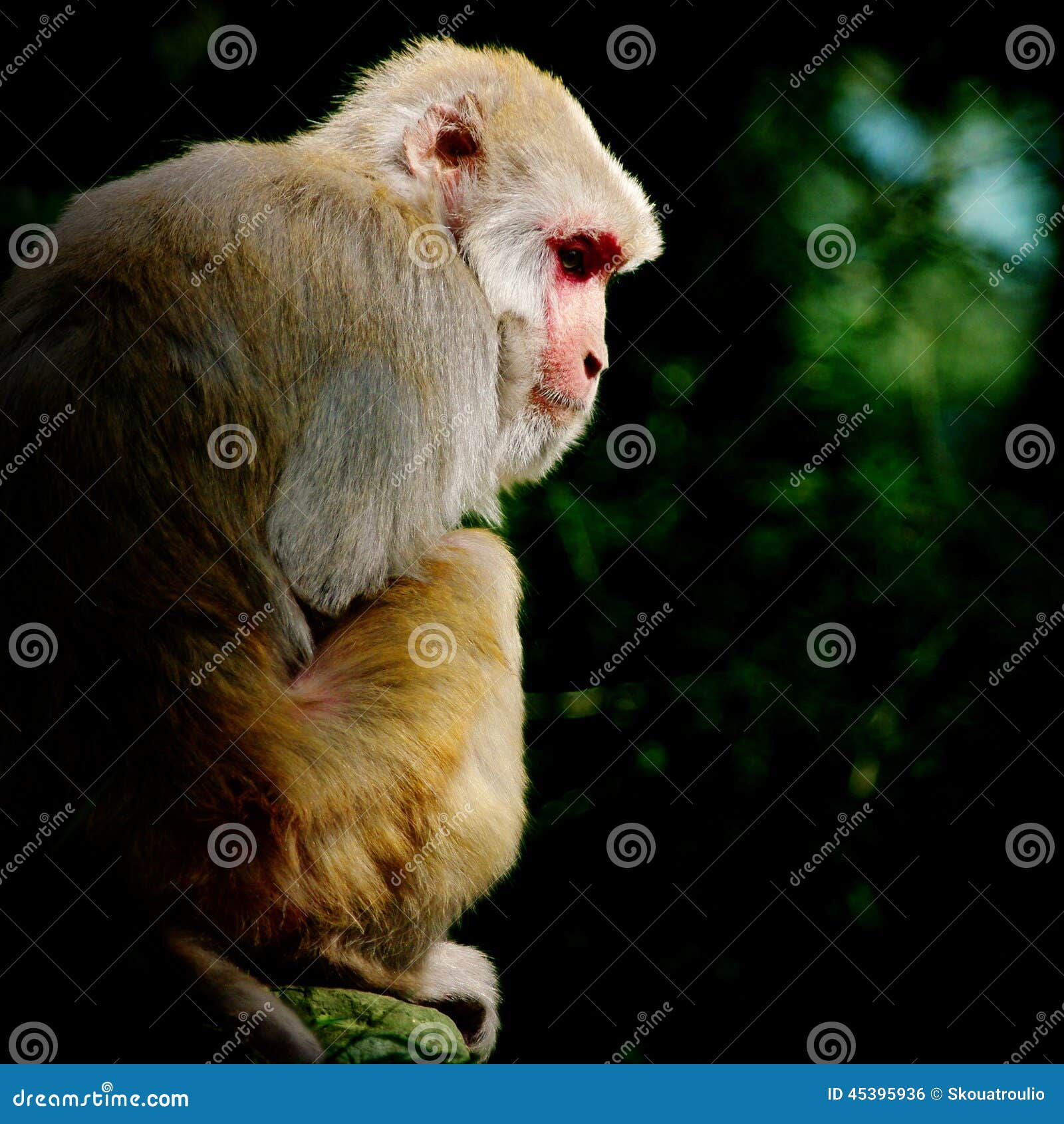 Old monkey stock photo. Image of wisdom, wild, hair, tropical - 45395936