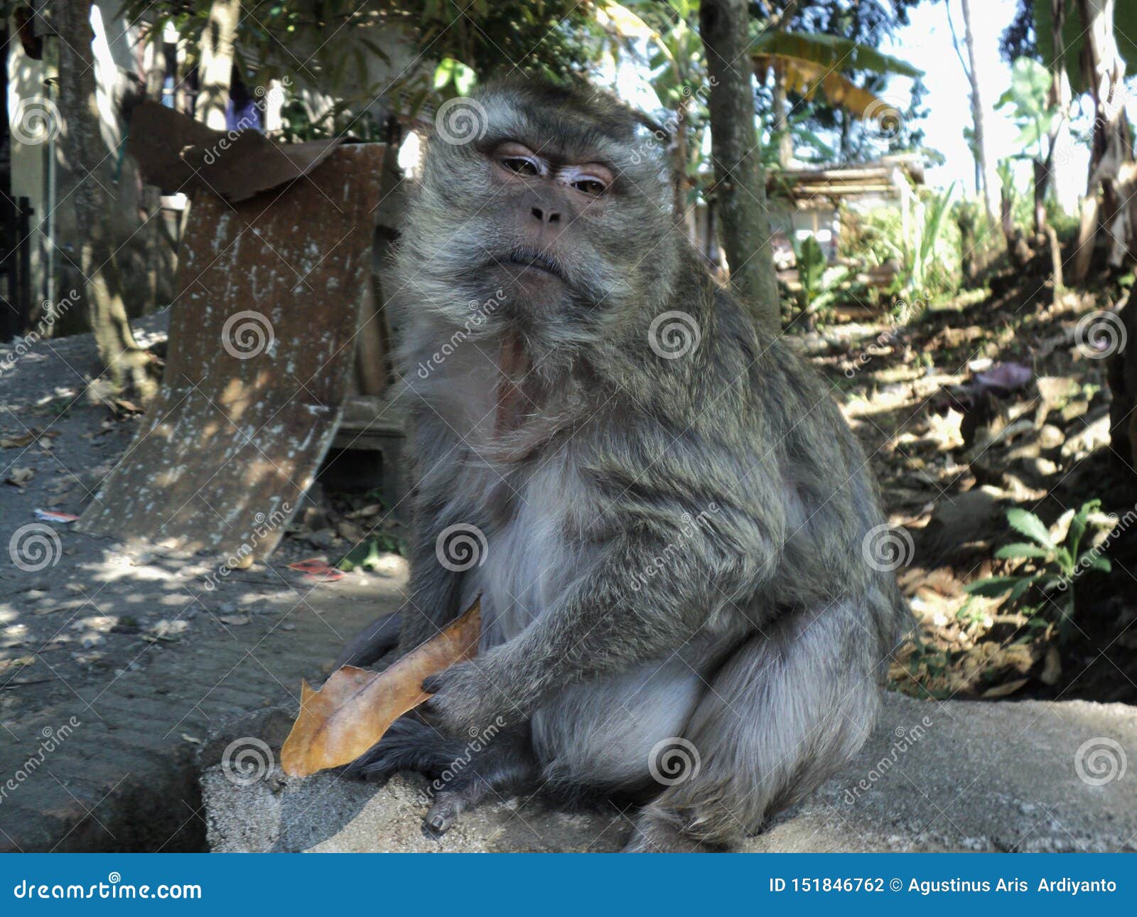The Old Monkey is Sitting Relaxed Under a Tree Stock Photo - Image of ...