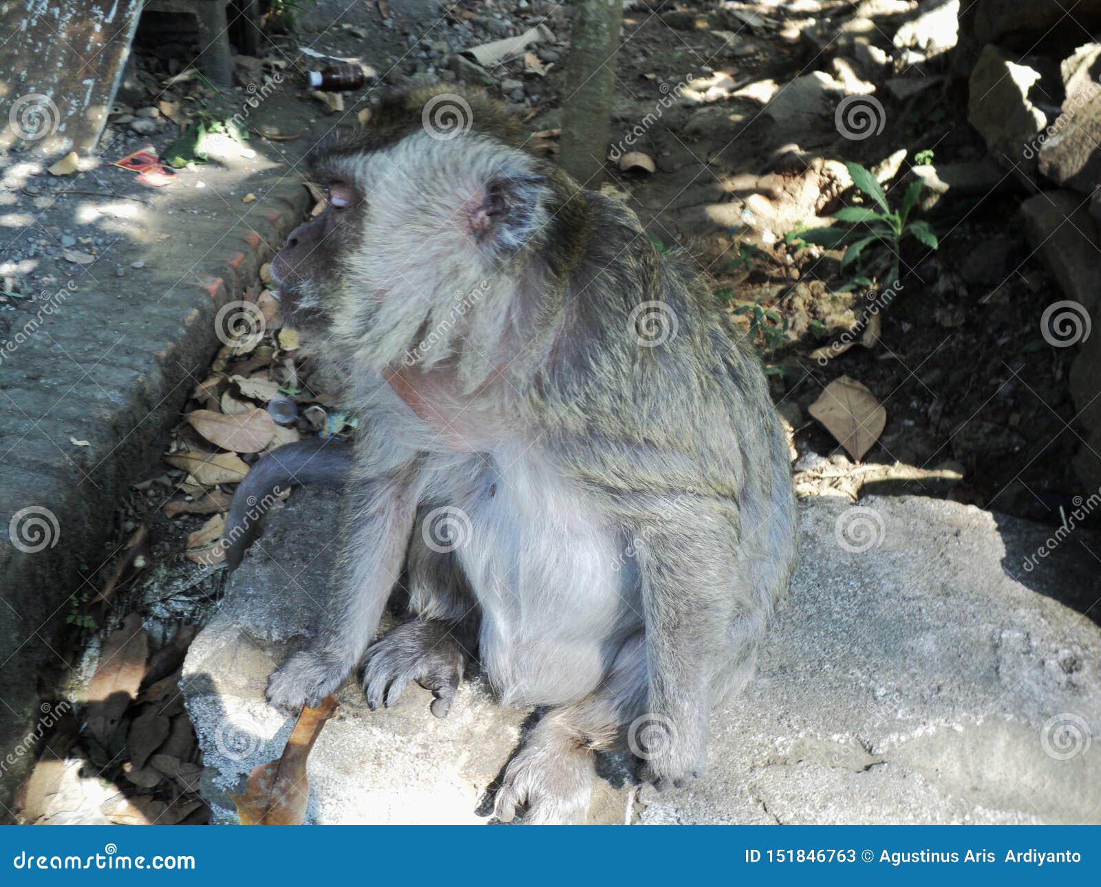 The Old Monkey is Sitting Relaxed Under a Tree Stock Image - Image of ...