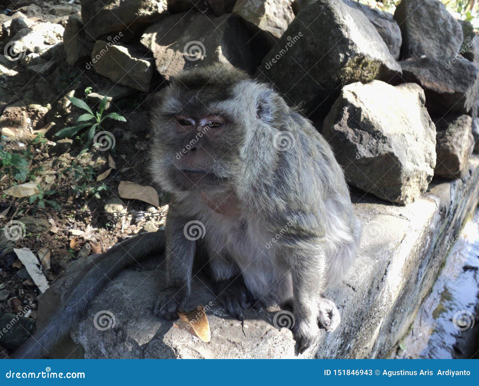 The Old Monkey is Sitting Relaxed Under a Tree Stock Image - Image of ...