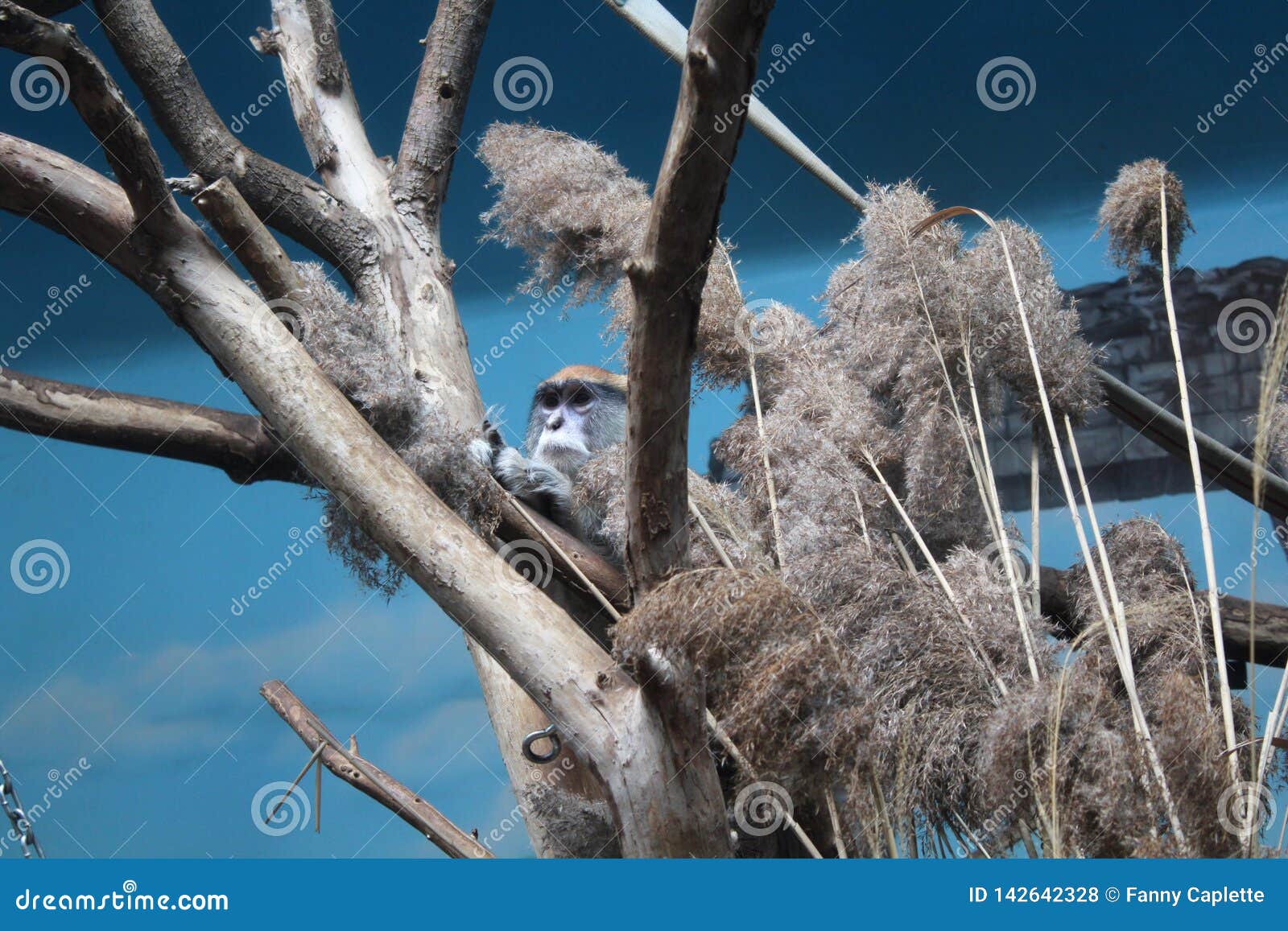 Old Monkey in Tree Branches in Zoo Stock Photo - Image of animal ...