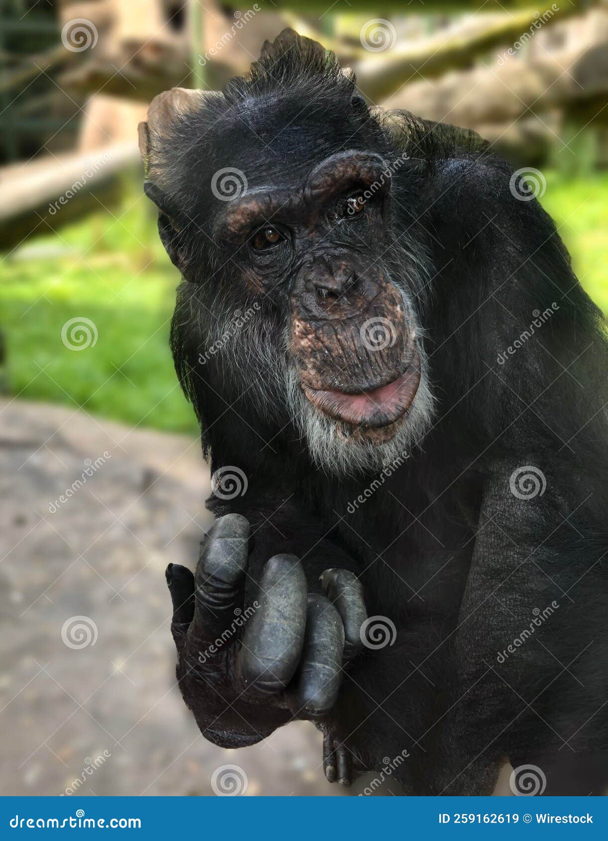 Old monkey in the zoo stock image. Image of mammal, primate - 259162619