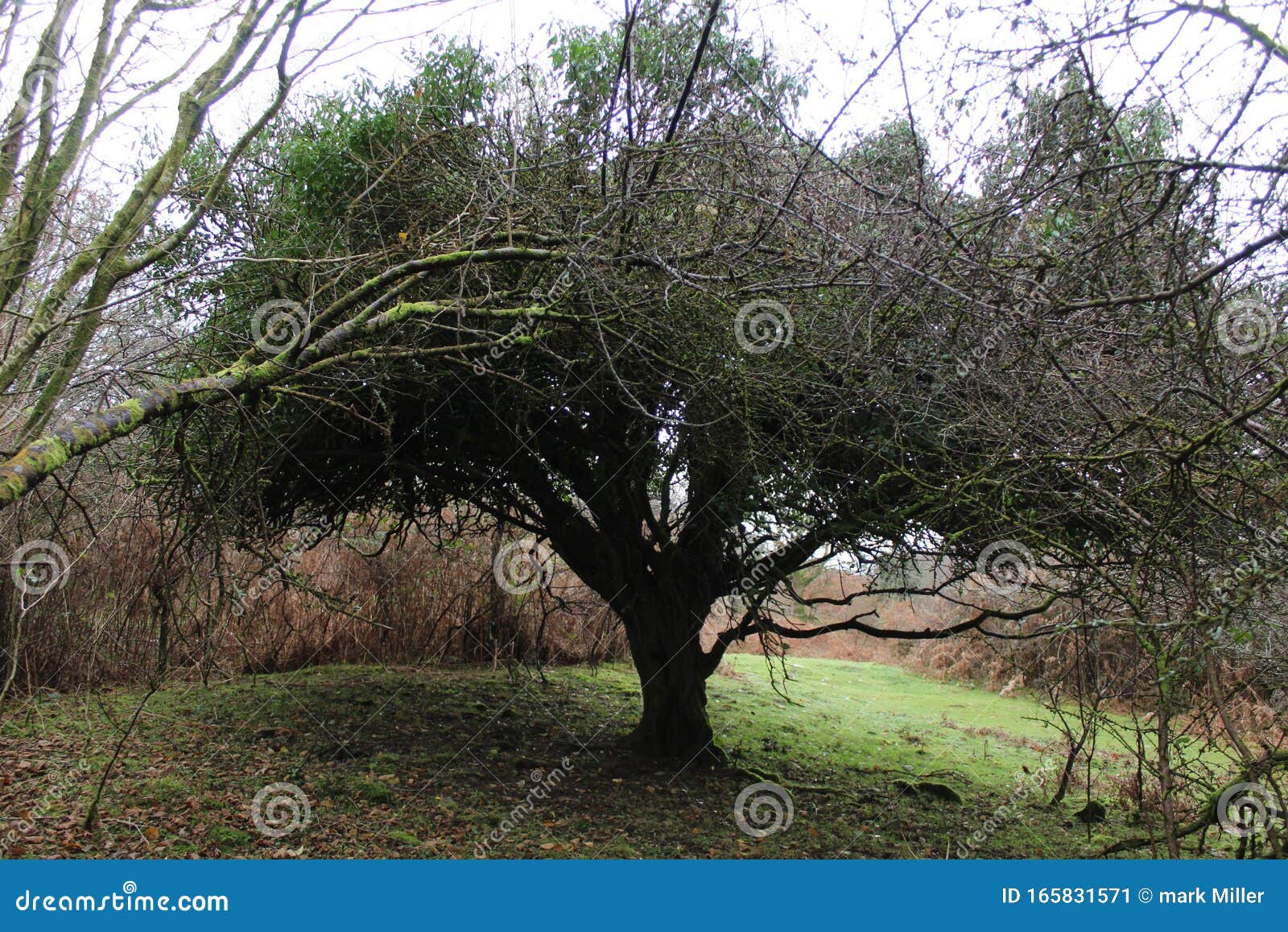 Old moorland tree stock image. Image of moorland, moors - 165831571