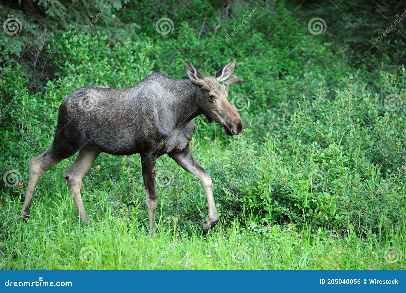Old Moose Walking in the Middle of a Green Forest Stock Photo - Image ...