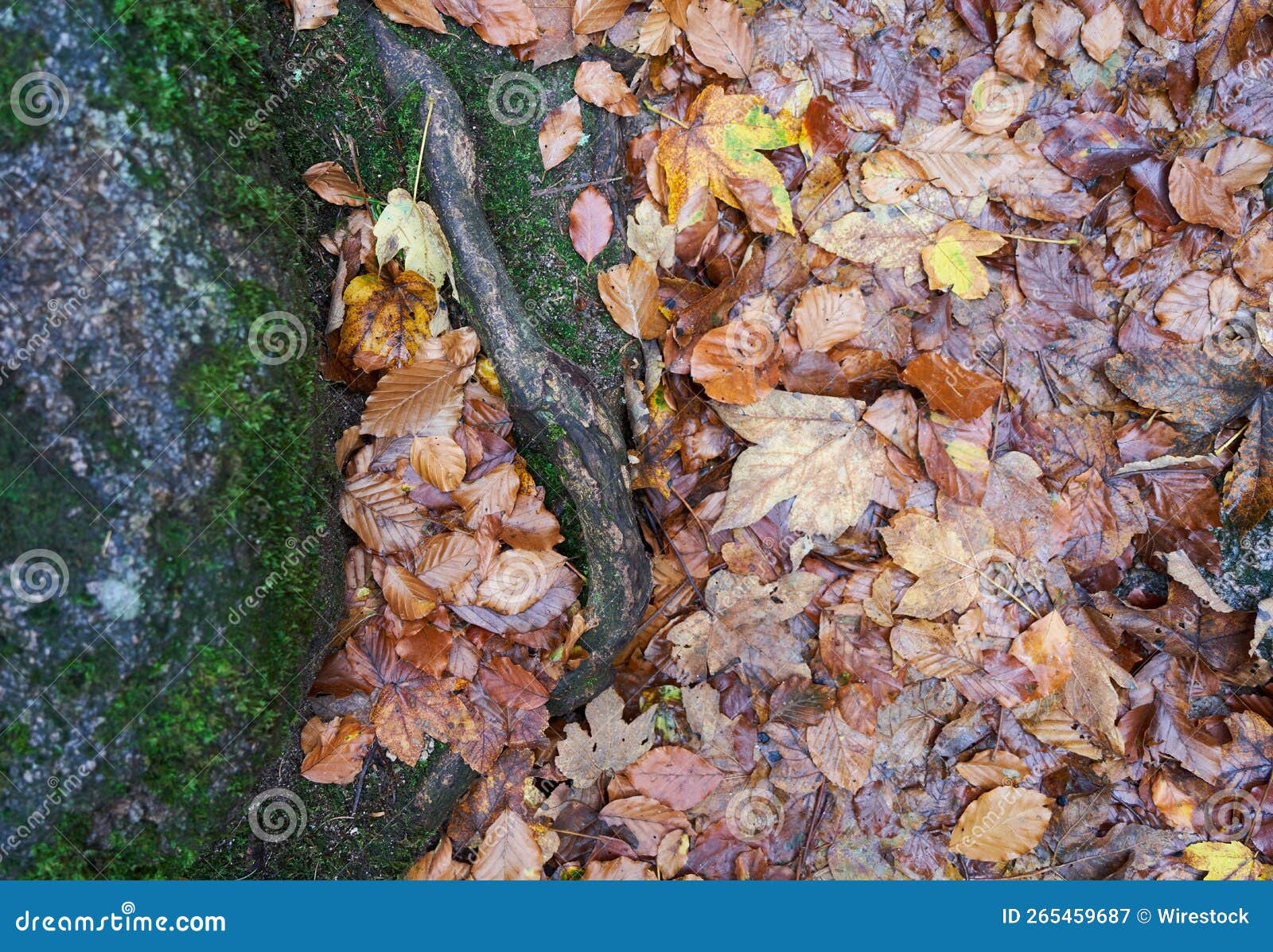 Old Moss Covered by Dry Brown Rotting Leaves Stock Image - Image of ...