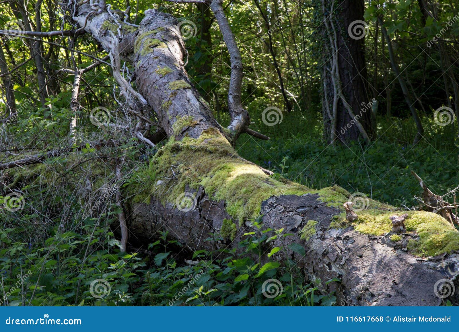 Old Moss Covered Fallen Tree Trunk Stock Photo - Image of wood, trunk ...