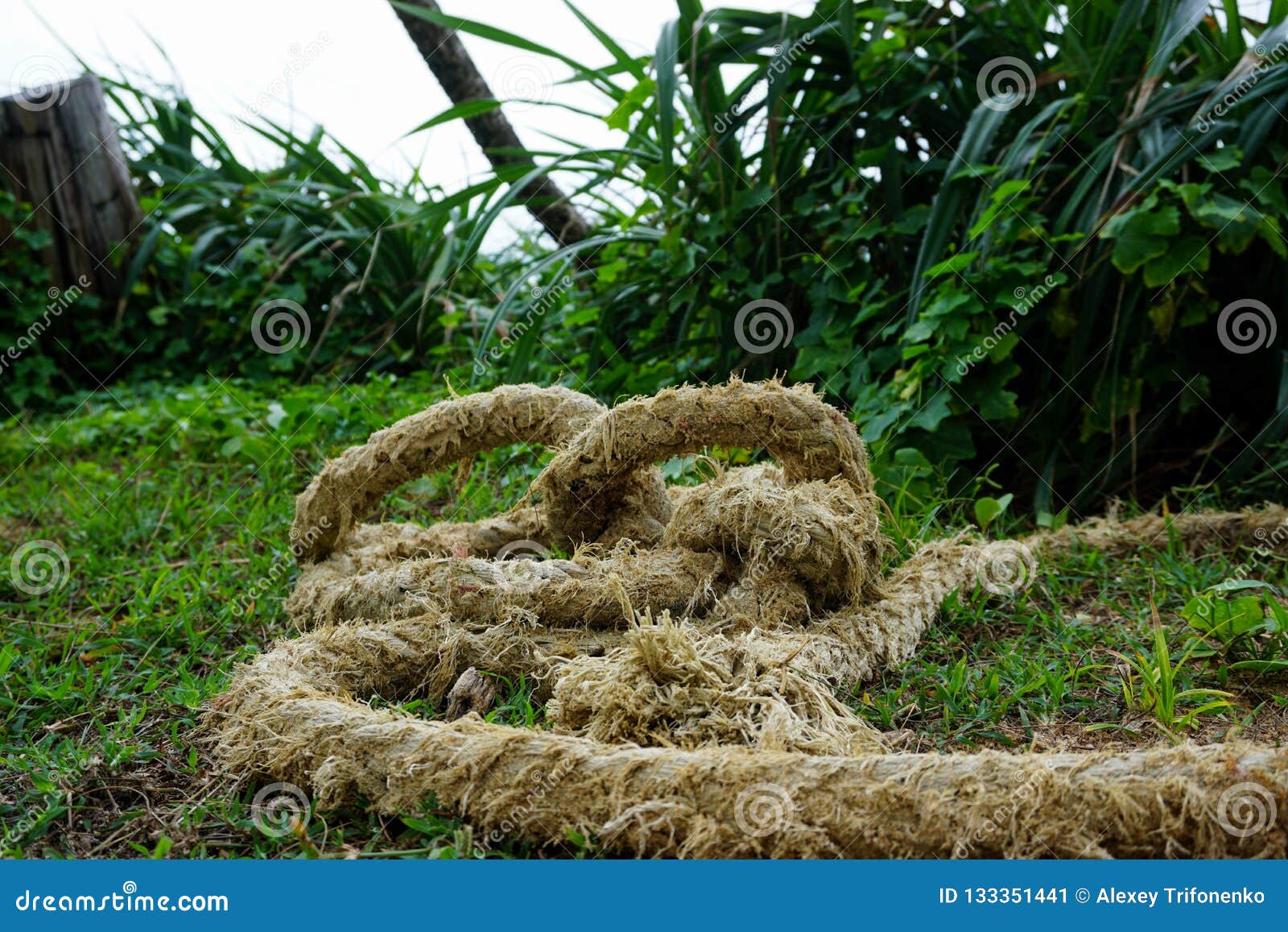 Old Moss-covered Rope on the Beach Stock Image - Image of rural, field ...
