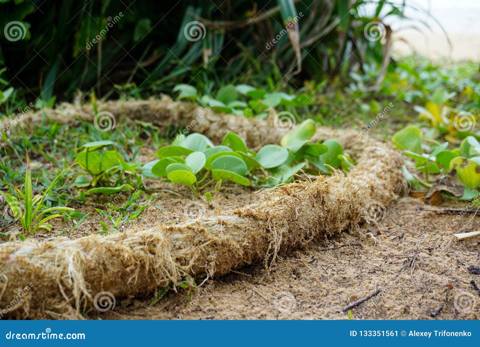 Old Moss-covered Rope on the Beach Stock Image - Image of food, growth ...