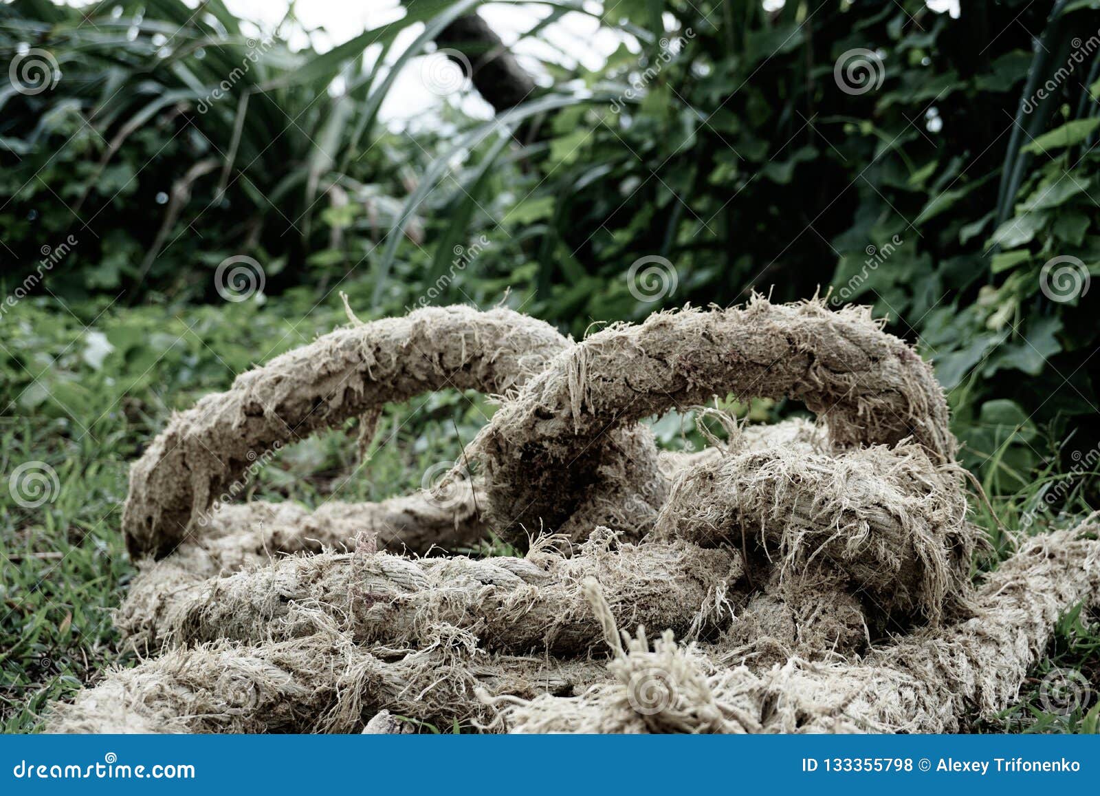 Old Moss-covered Rope on the Beach Stock Photo - Image of food, ground ...