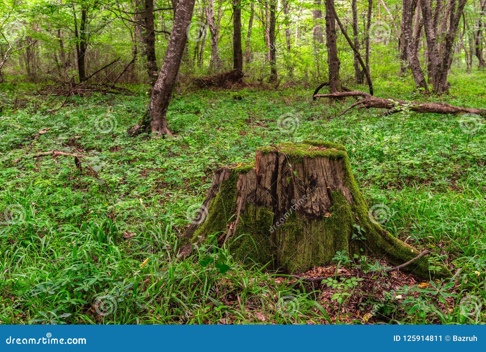 Old Stump In The Forest Stock Photography | CartoonDealer.com #2269298