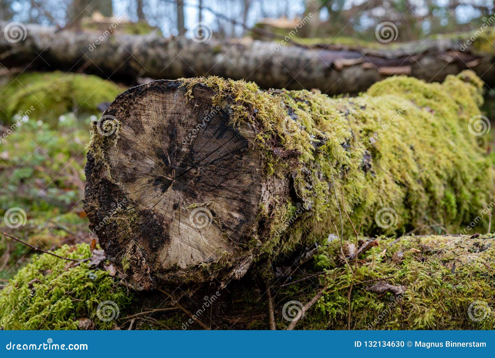 Old Moss Covered Tree Trunk Decomposing on the Ground Stock Photo ...