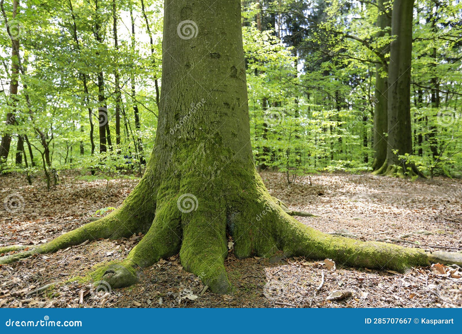 An Old Moss Covered Tree Trunk and Roots in a Forest Clearing Stock ...
