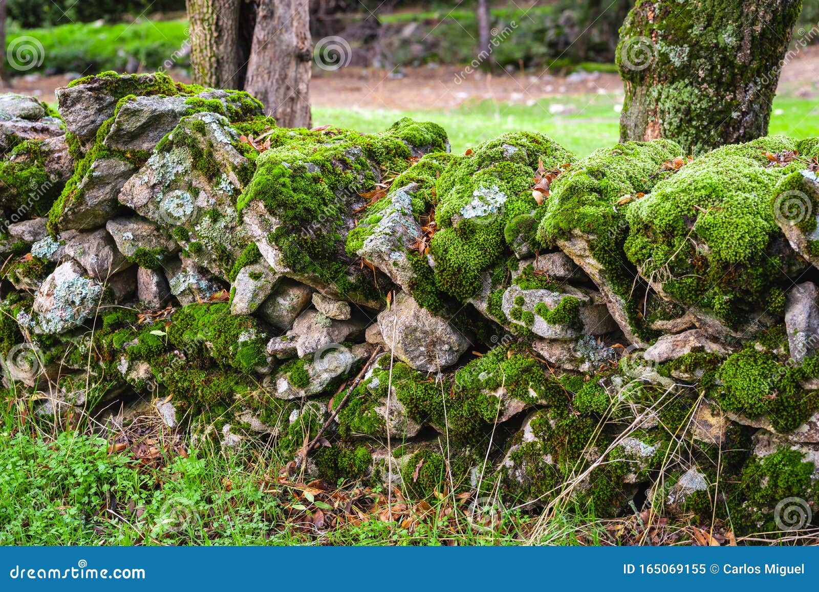 Old mossy stone wall stock image. Image of background - 165069155