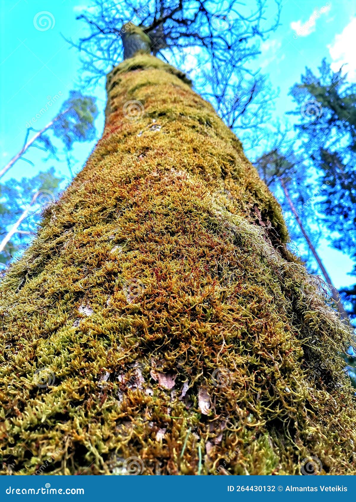 Old mossy tree stock photo. Image of plant, leaf, tree - 264430132