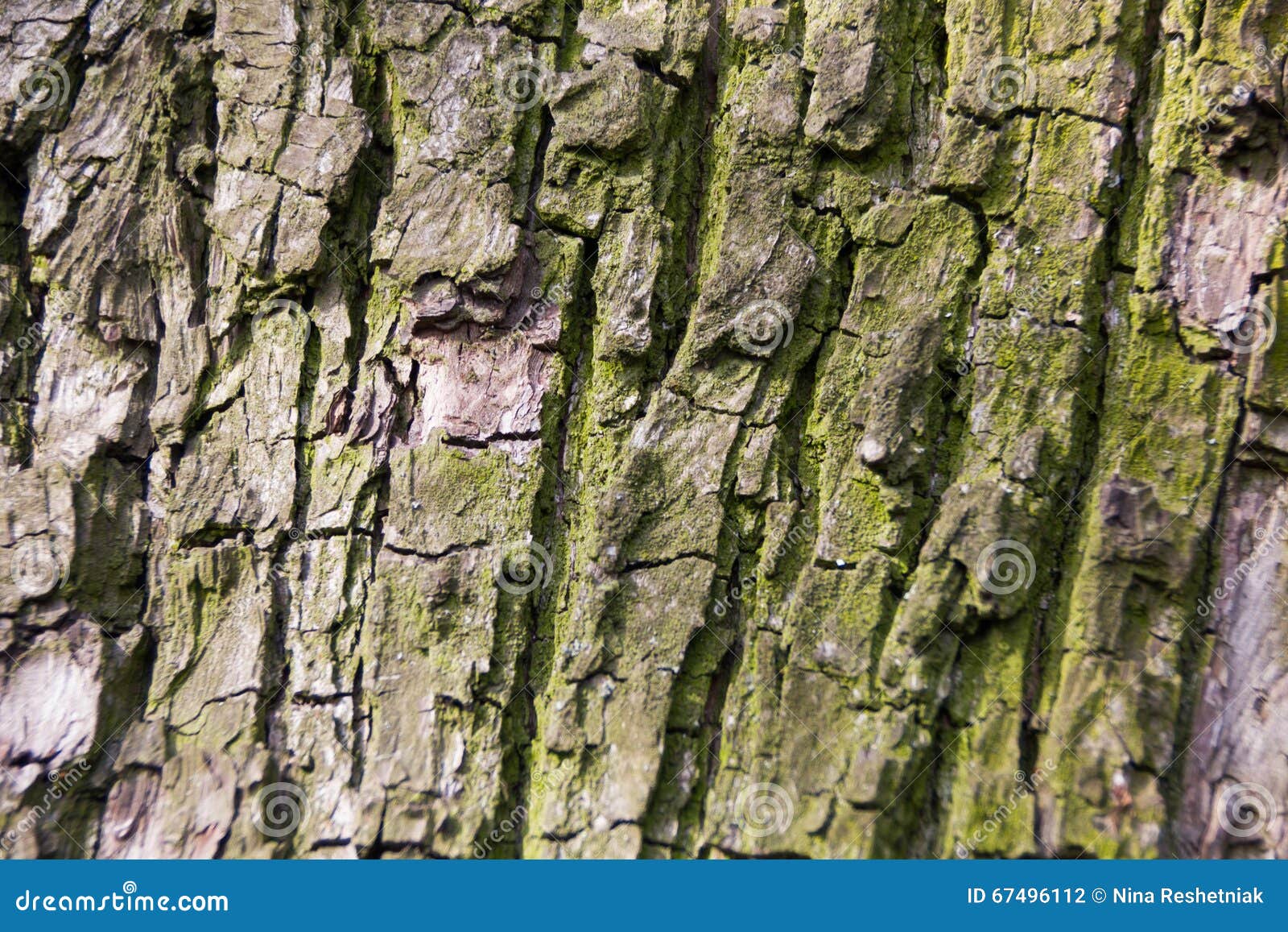 Old mossy tree bark stock photo. Image of bumpy, detail - 67496112