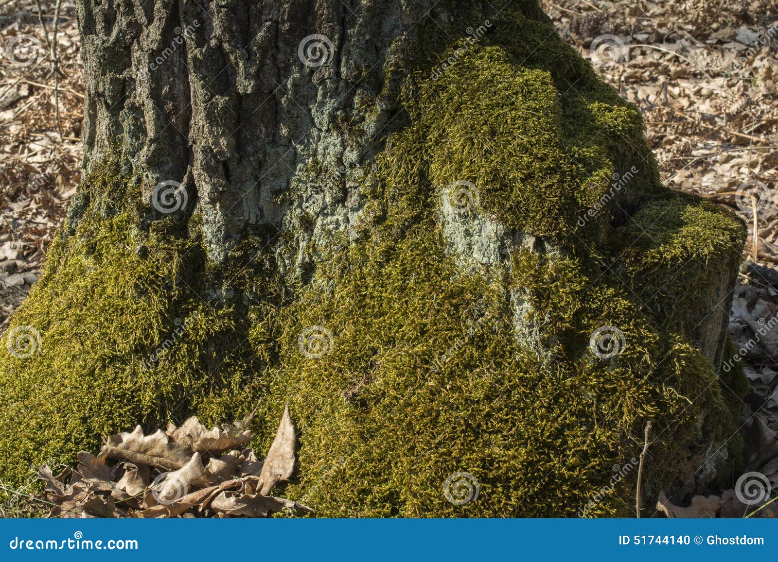 Old mossy tree stump stock photo. Image of stump, forest - 51744140