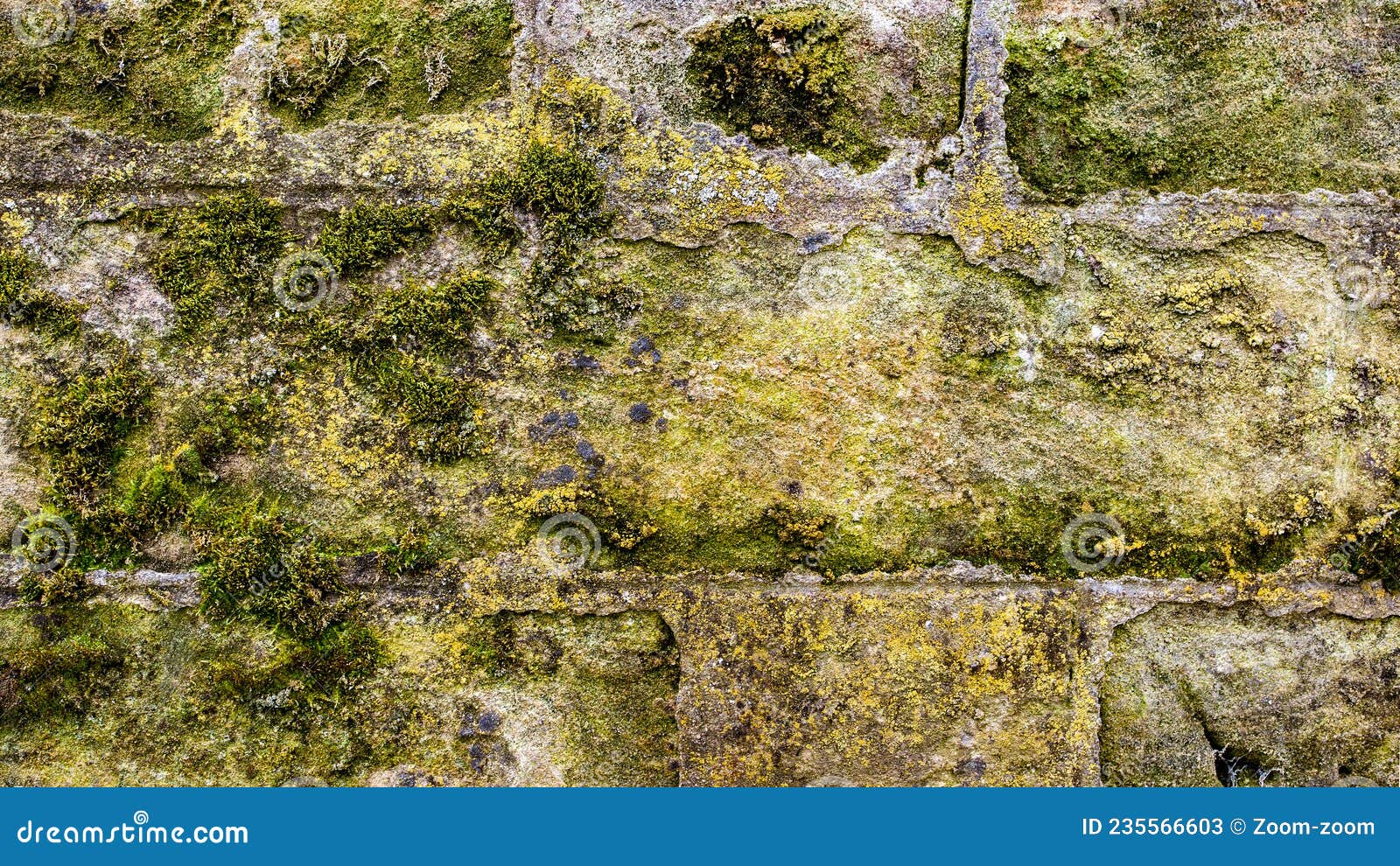 Old mossy wall stock image. Image of colour, nature - 235566603
