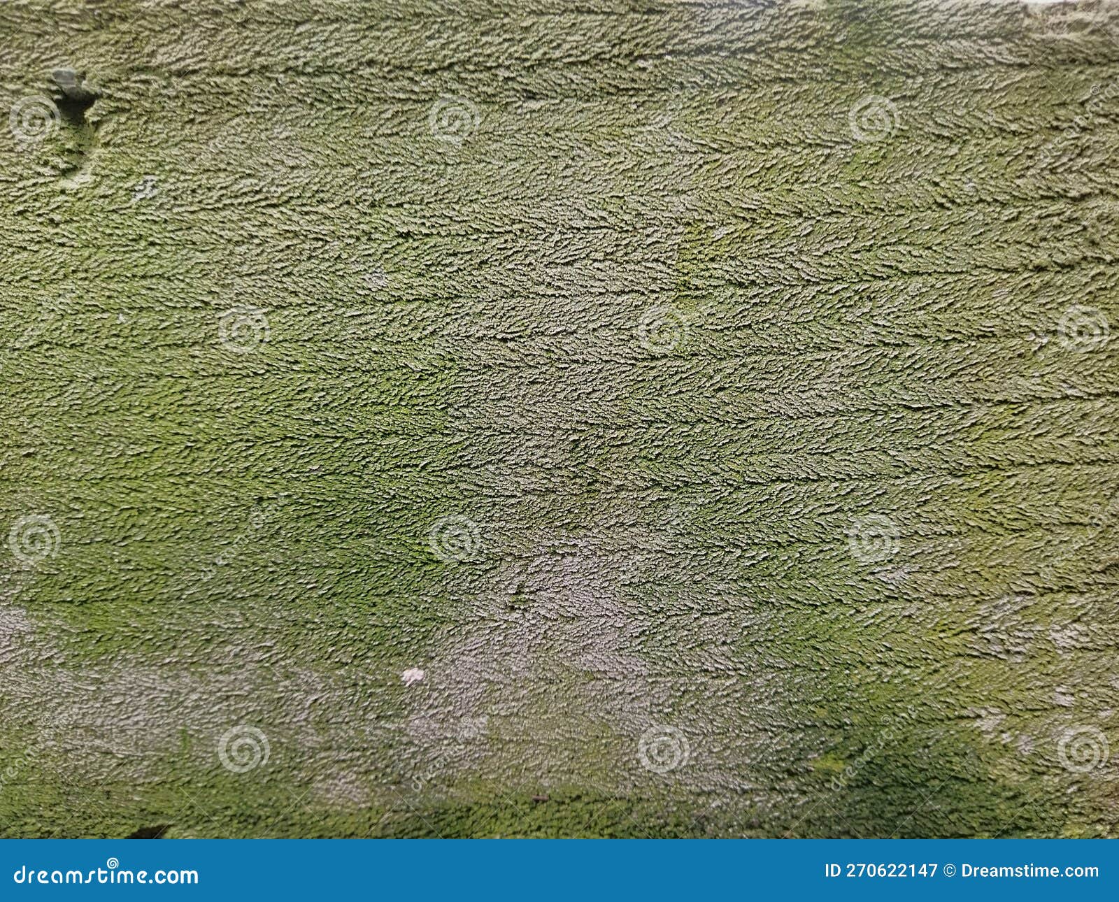 Old Mossy White Wall Texture or Background Stock Image - Image of white ...