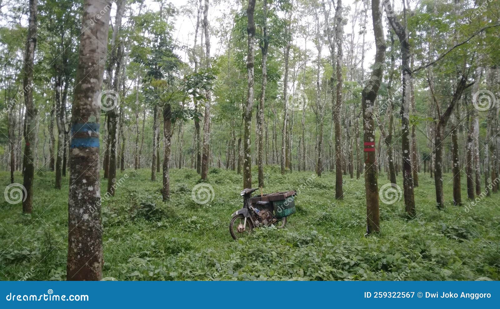 Old Motorbike on a Rubber Plantation in Central Java Stock Image ...