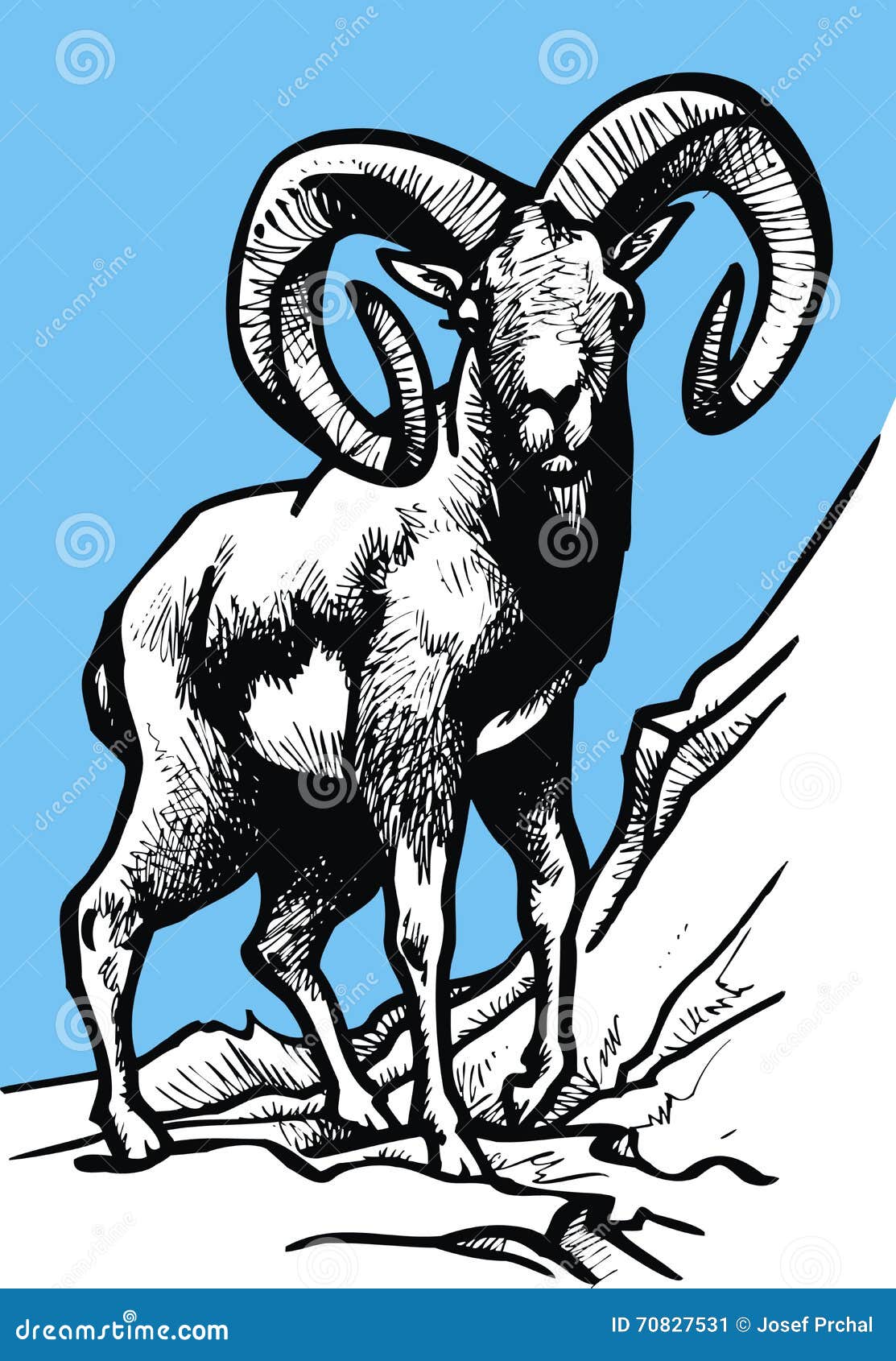 Moufflon Portrait Illustration, Drawing, Engraving, Ink, Line Art ...