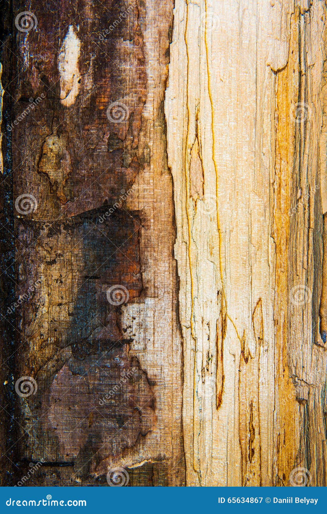 Old Mouldering Oak Wood Texture Stock Image - Image of material, bark ...