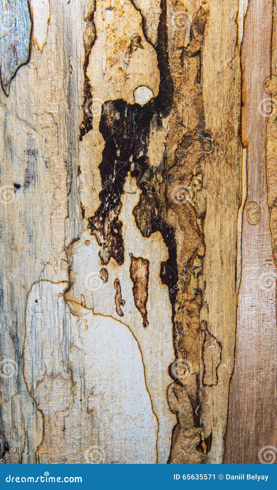 Old Mouldering Oak Wood Texture Stock Photo | CartoonDealer.com #65635752