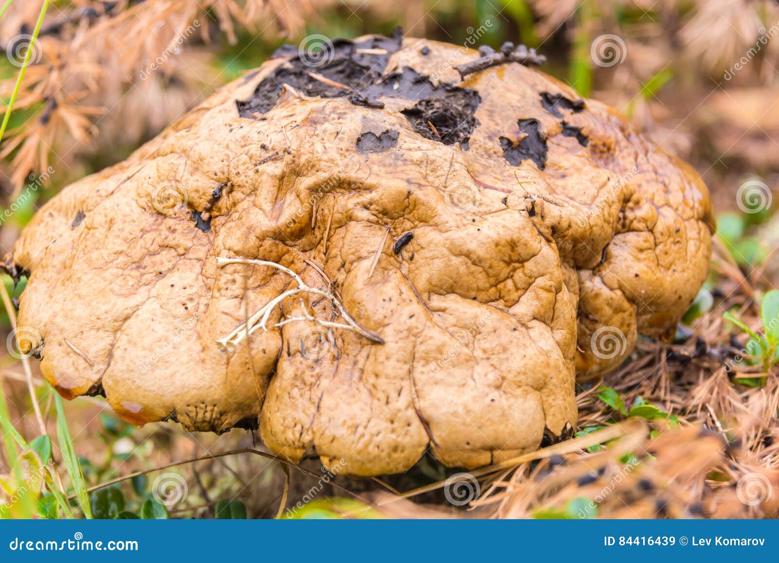 Old mushroom stock image. Image of brown, green, horizontal - 84416439