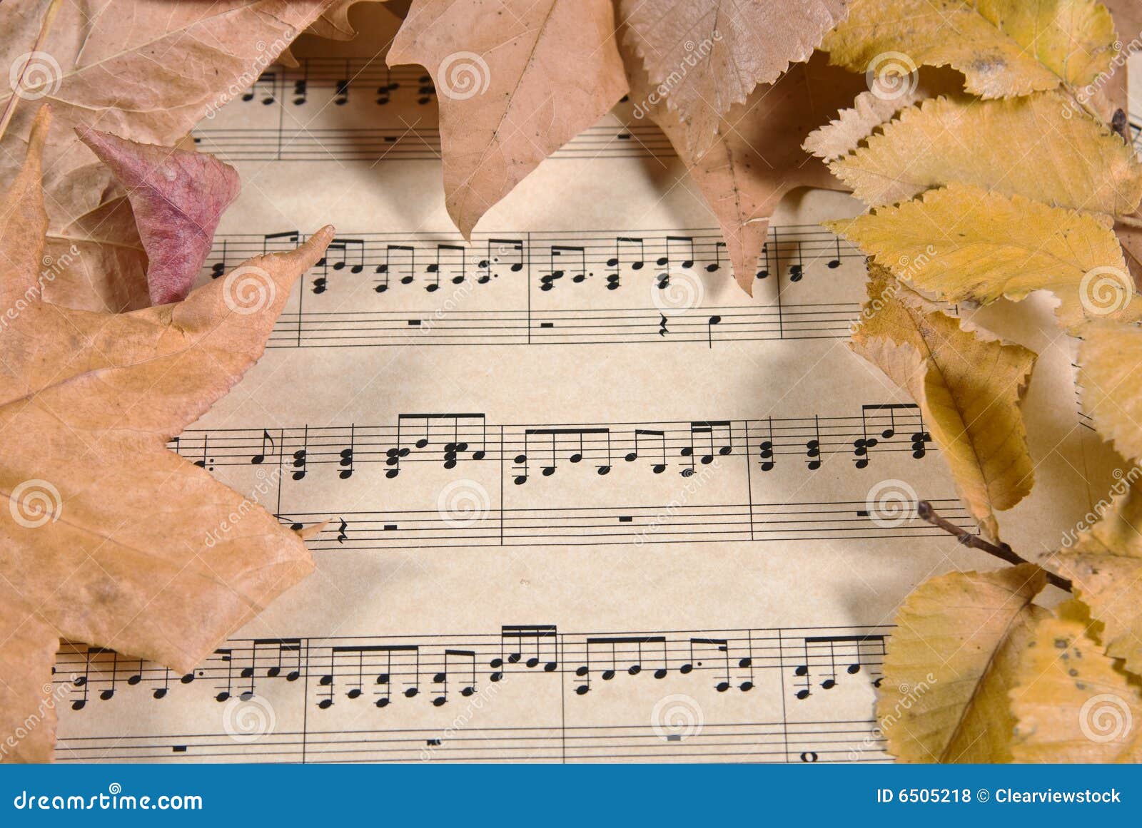 Old music and leaves stock photo. Image of brown, canvas - 6505218