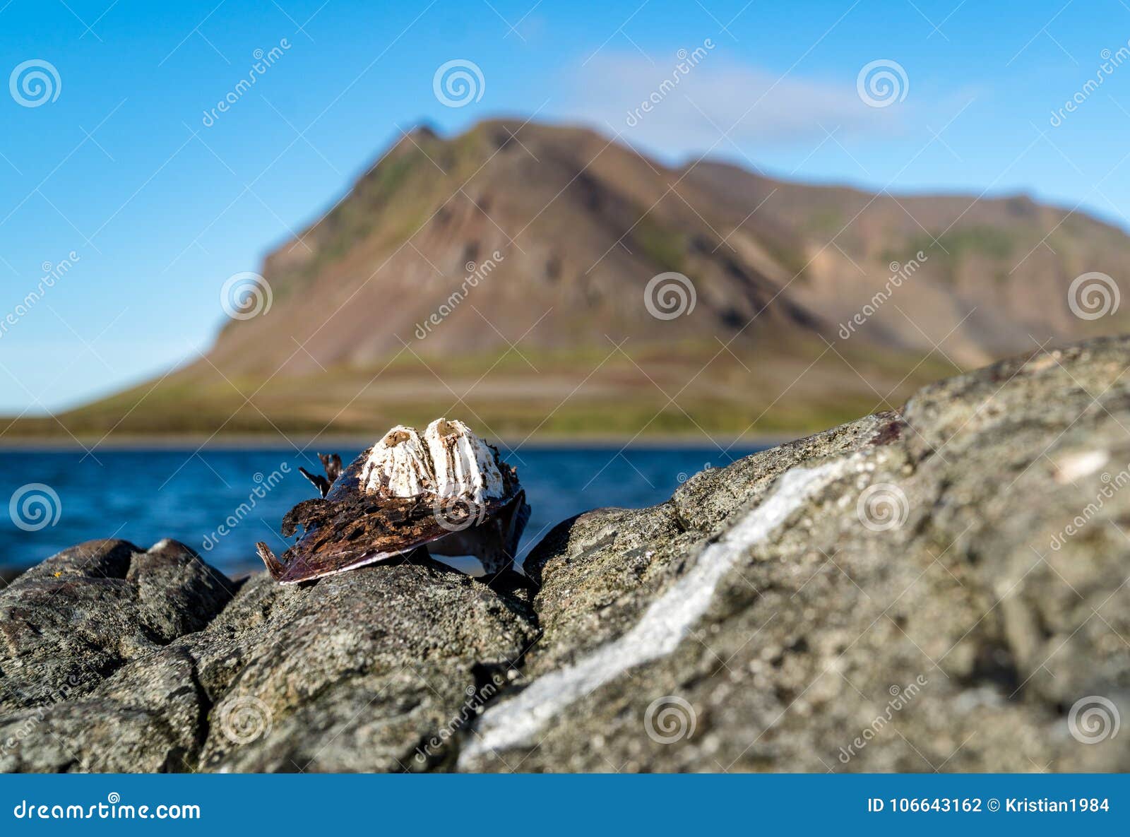 Barnacles On Rock - Shellfish On The Rocks / Dry Shellfish Dead On The ...