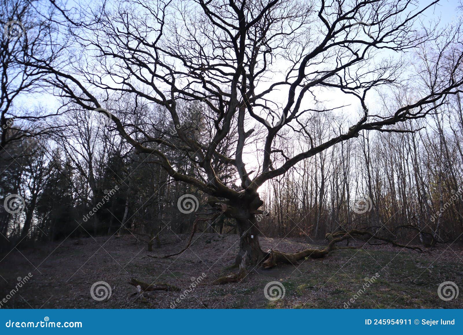 Old mysterious tree stock image. Image of shrub, trunk - 245954911
