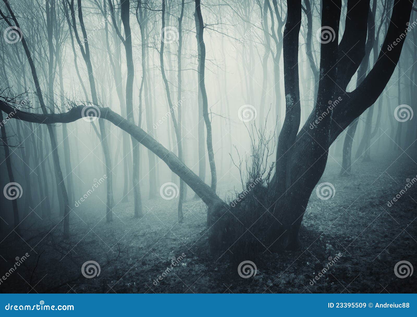Old Mysterious Tree in a Dark Forest Stock Image - Image of night, calm ...