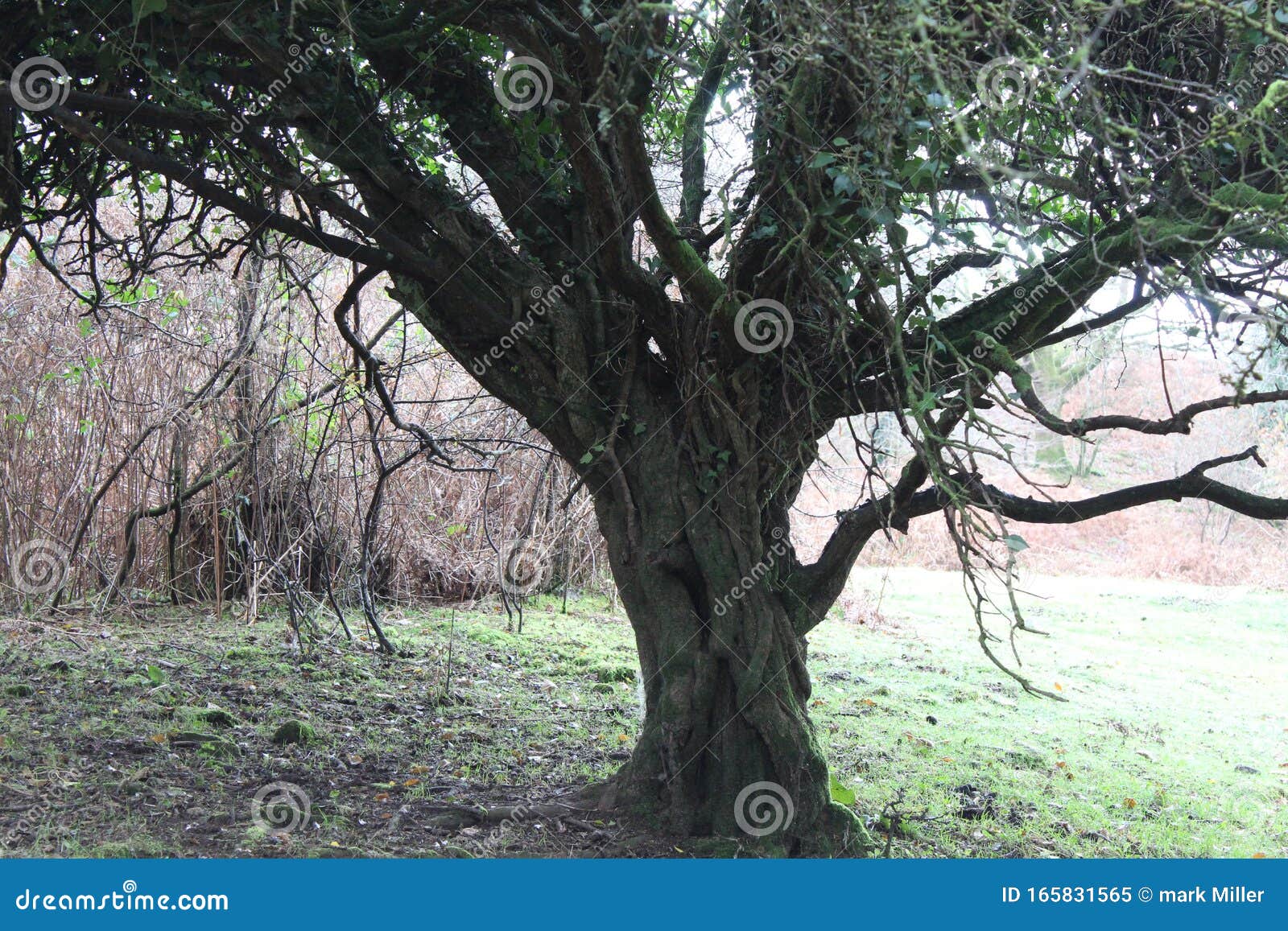 Old Mysterious Tree on the Moors Stock Image - Image of moors, tree ...