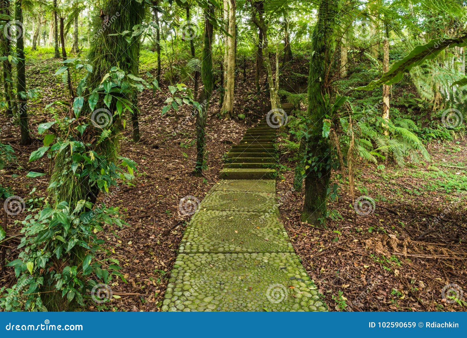 Old Mystical Road In The Forest. Steps Sprouted With Moss In The Forest ...