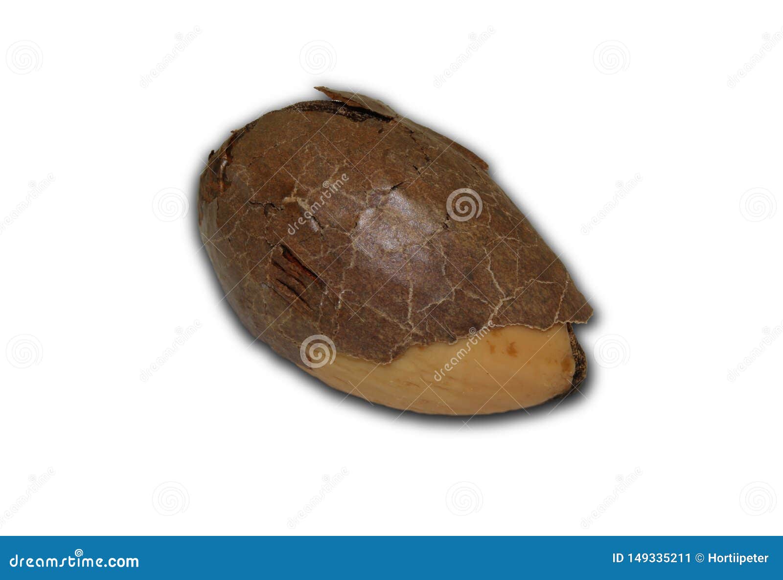 Old, Natural and Decayed Avocado Seed Stock Image - Image of ingredient ...