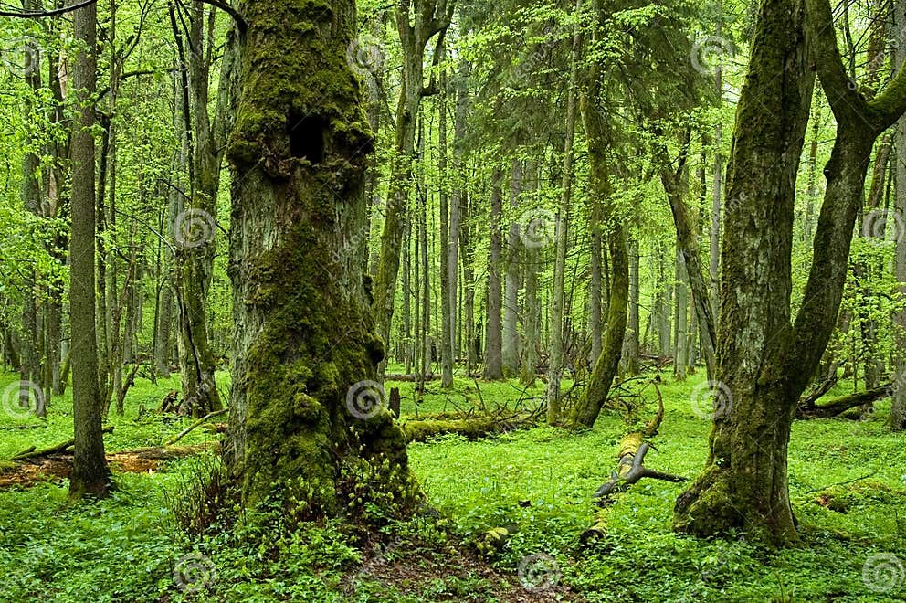 Old natural forest stock image. Image of protected, linden - 1597571