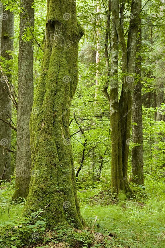 Old natural forest stock photo. Image of wilderness, moss - 2691714