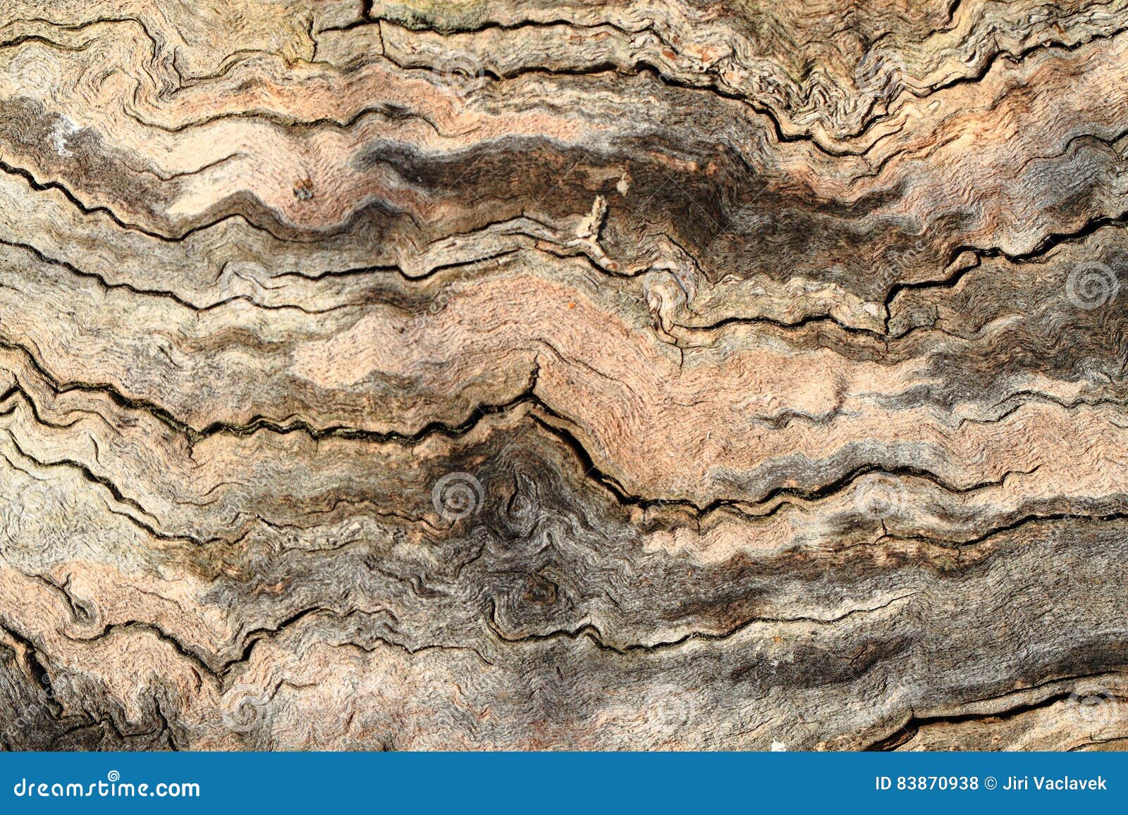 Old natural wood texture stock photo. Image of textured - 83870938 Old natural wood texture stock photo. Image of textured - 83870938