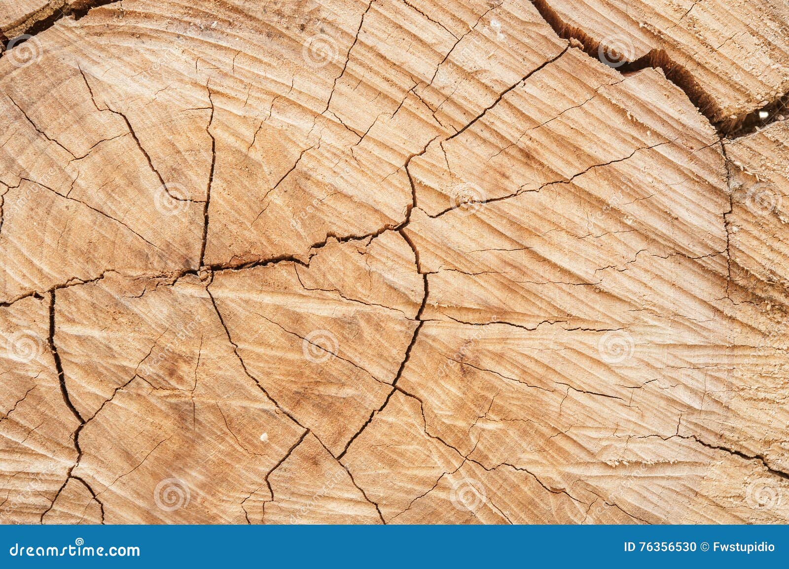 Old Natural Wood Texture of Cut Tree Trunk Stock Photo - Image of ...