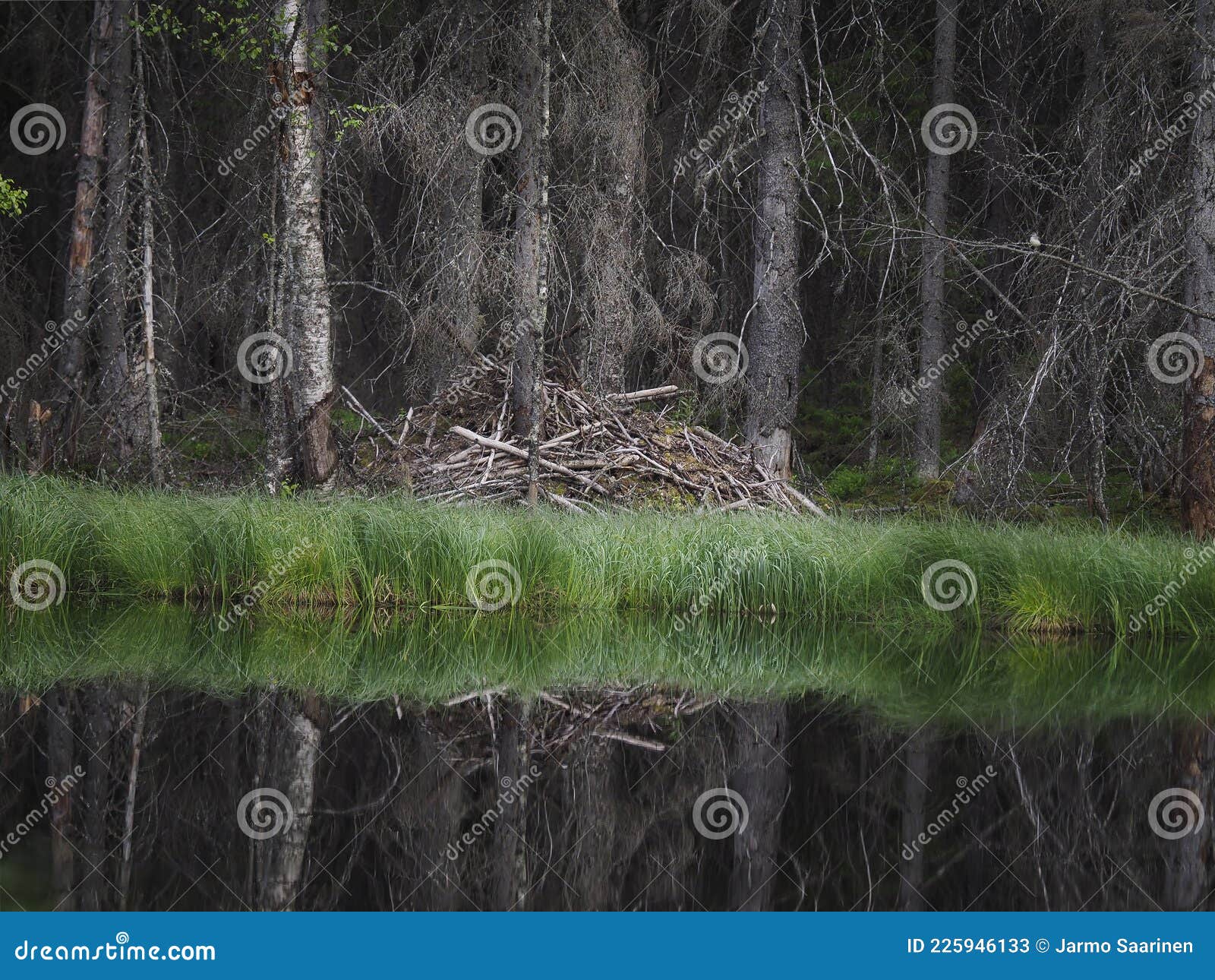 The old nest of beavers stock image. Image of beautiful - 225946133