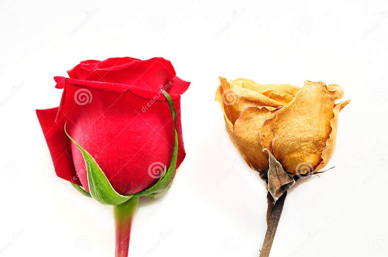 Old and new stock image. Image of aged, bloom, opposites - 5919155