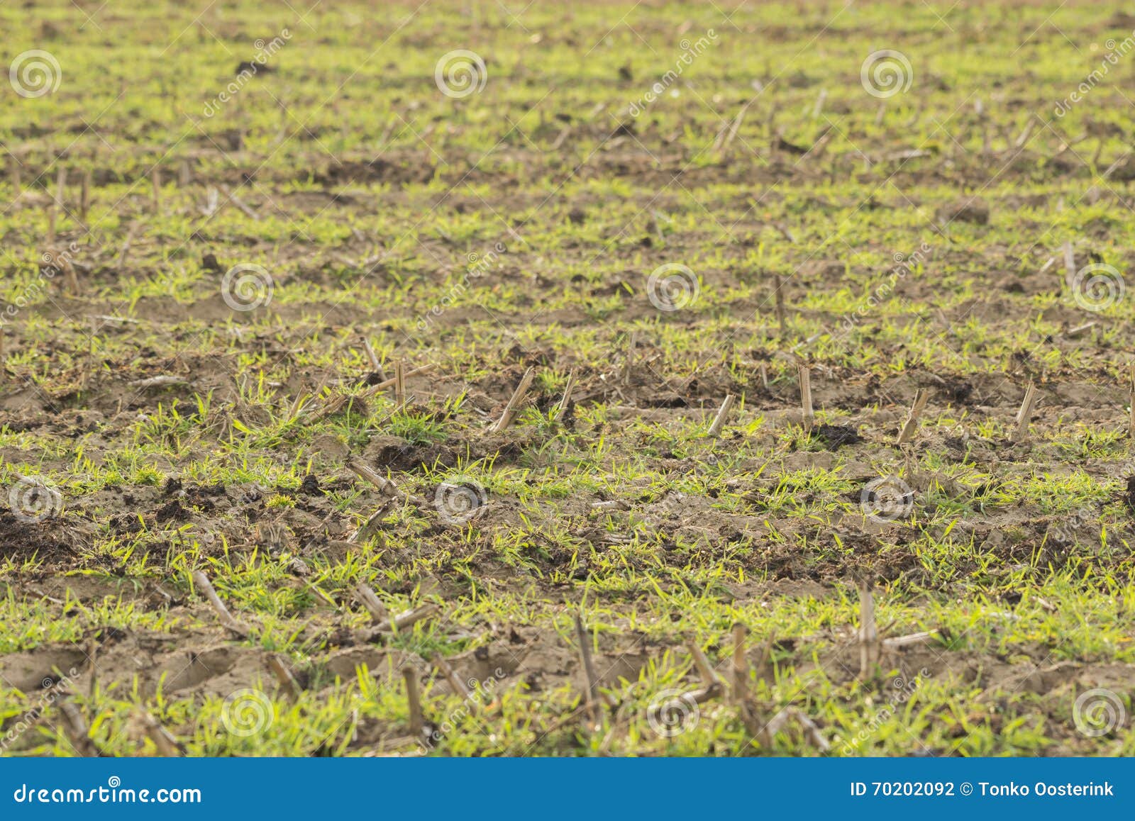 Old and new crop stock photo. Image of estate, rebellion - 70202092