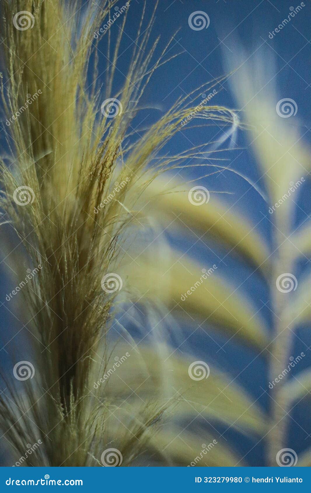Old and Newly Harvested Rice by Farmers Stock Photo - Image of rice ...